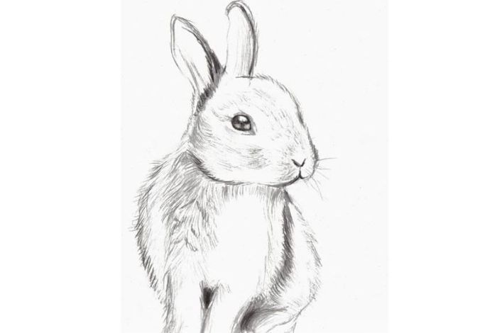 Rabbit Pencil Sketch by Young Art - On-Demand - Anytime, Anywhere ...