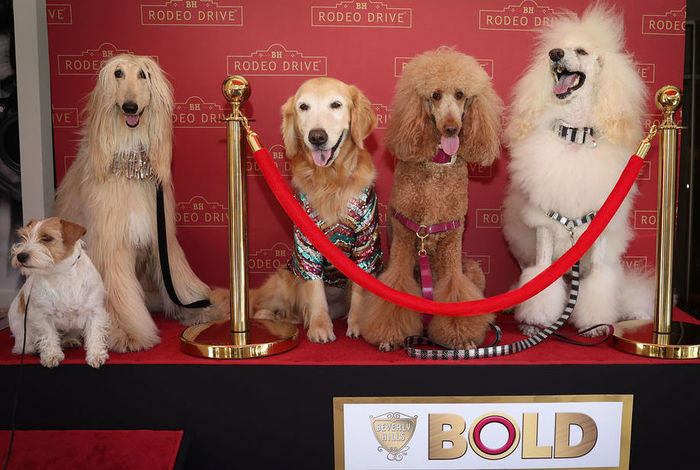 Rodeo Drive BOLD Summer Red Carpet Experience by Los Angeles Family ...
