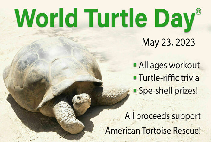 World Turtle Day Fitness Shellabration! by Starfish Strength - Online ...