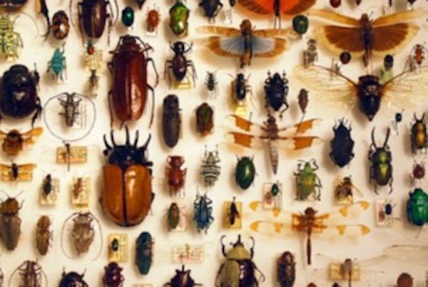 STEM Lab: Animal Classification by Discover Science Center - Online ...