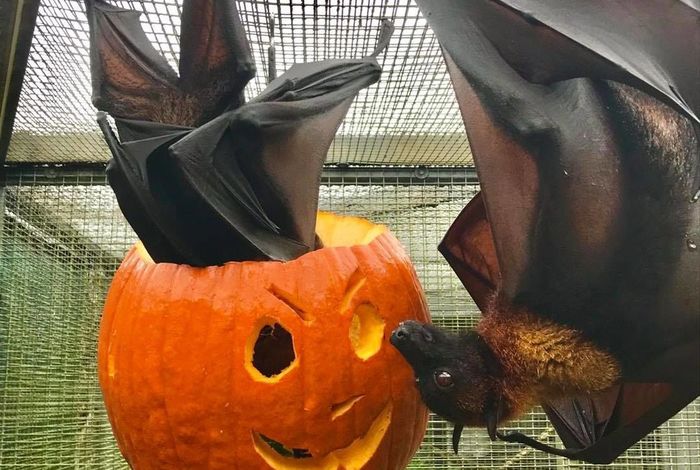 Lubee Bat Conservancy - See 2025 Schedules, Reviews & More ...